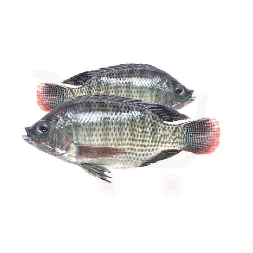Tilapia Fish Whole Clean - UrbanGroc